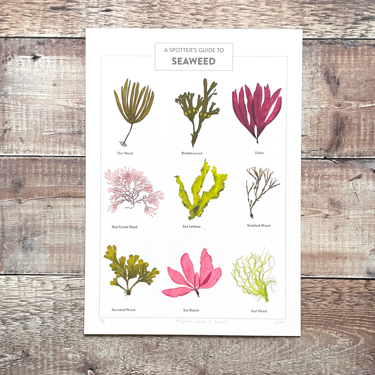 A Spotter's Guide to Seaweed - limited-edition, giclee print – DESIGN ...